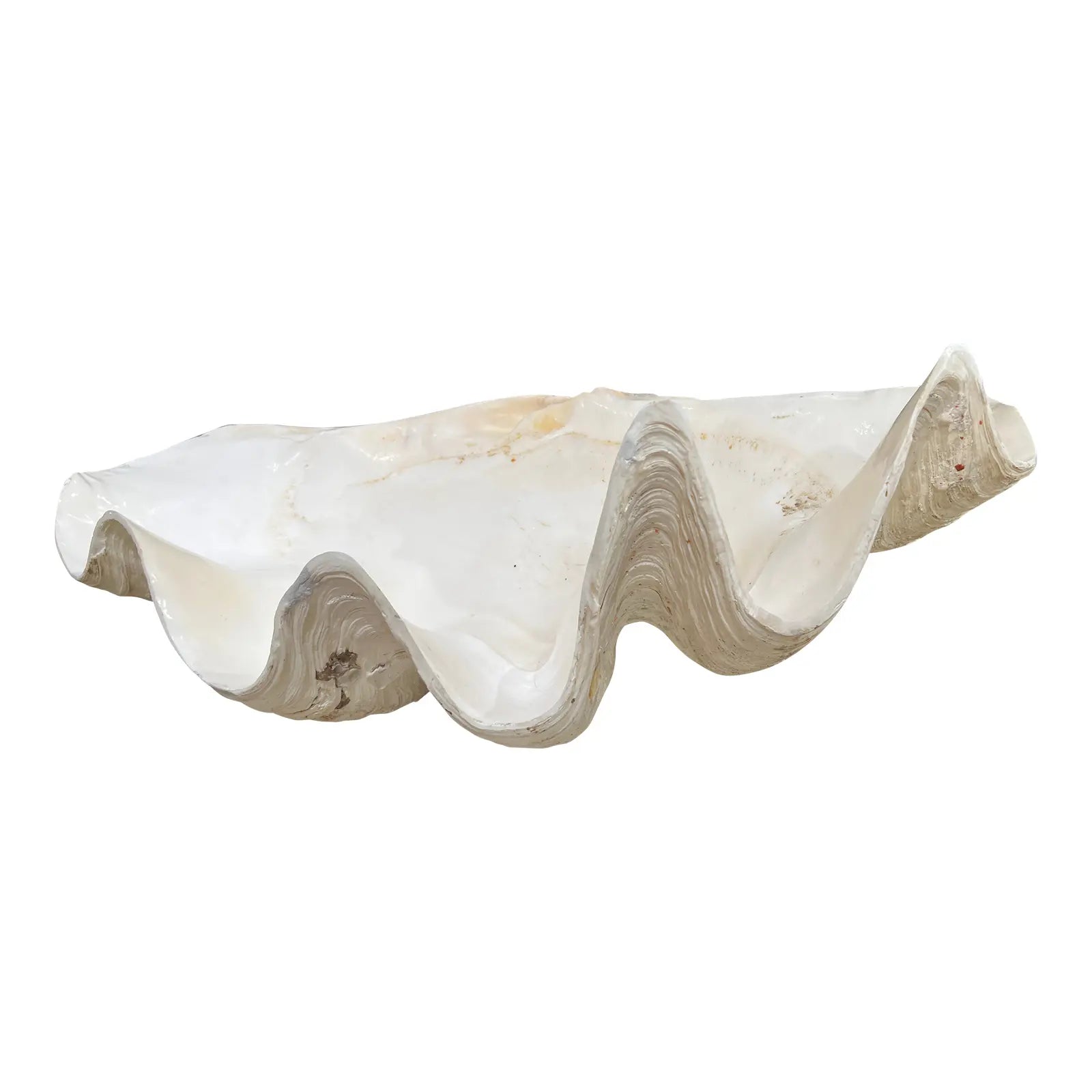 Show Pony | Giant Clam Shells – Living with Ivey